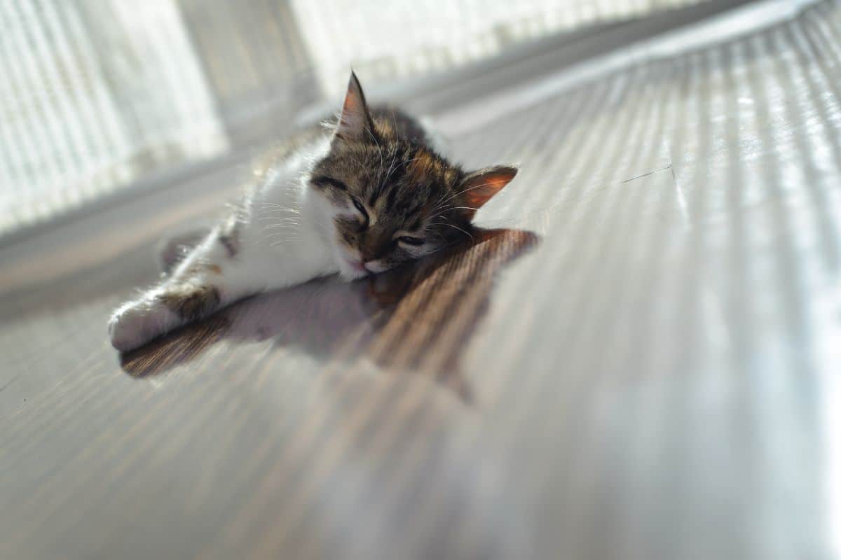 Combien de temps dure les chaleurs chez une chatte ? - SAS Moreau Millet